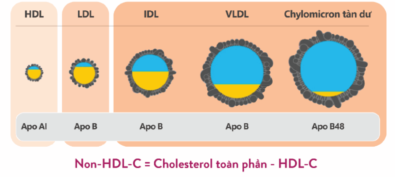 Ý Nghĩa Non-HDL-C trong đánh giá nguy cơ tim mạch toàn diện